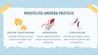 Pengetahuan mengenai Morfologi Amoeba Proteus | PDF