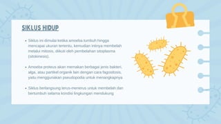 Pengetahuan mengenai Morfologi Amoeba Proteus | PDF