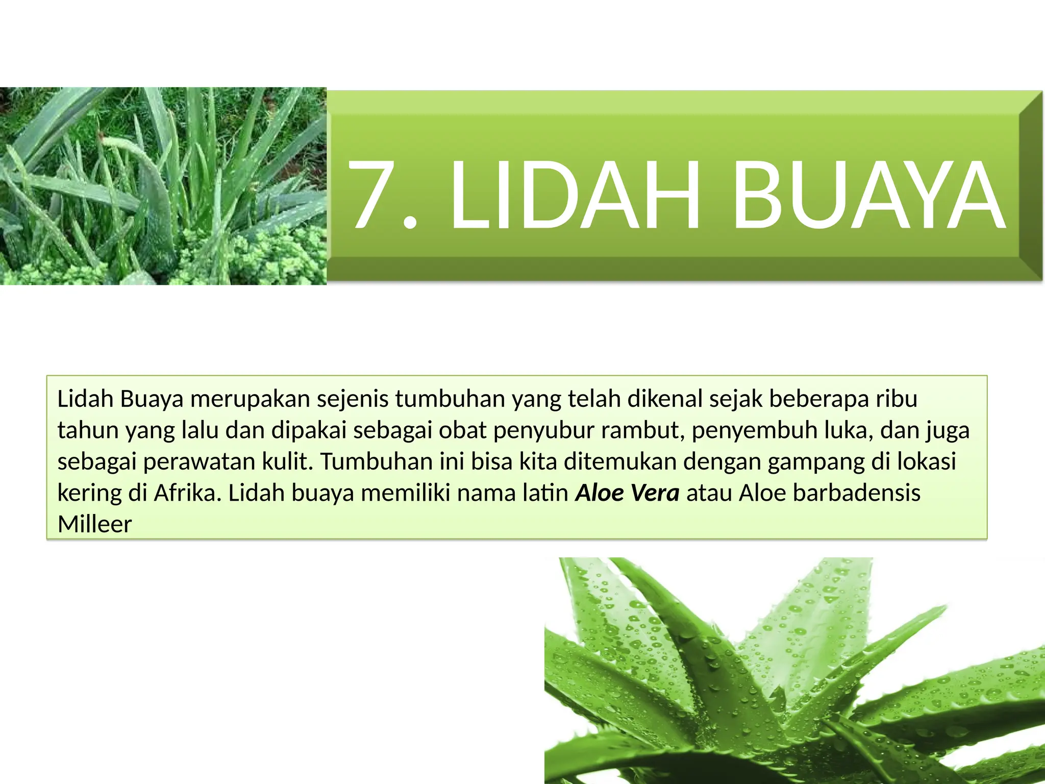 ppt toga.ppt,..,...,,,,...,................. | PPT