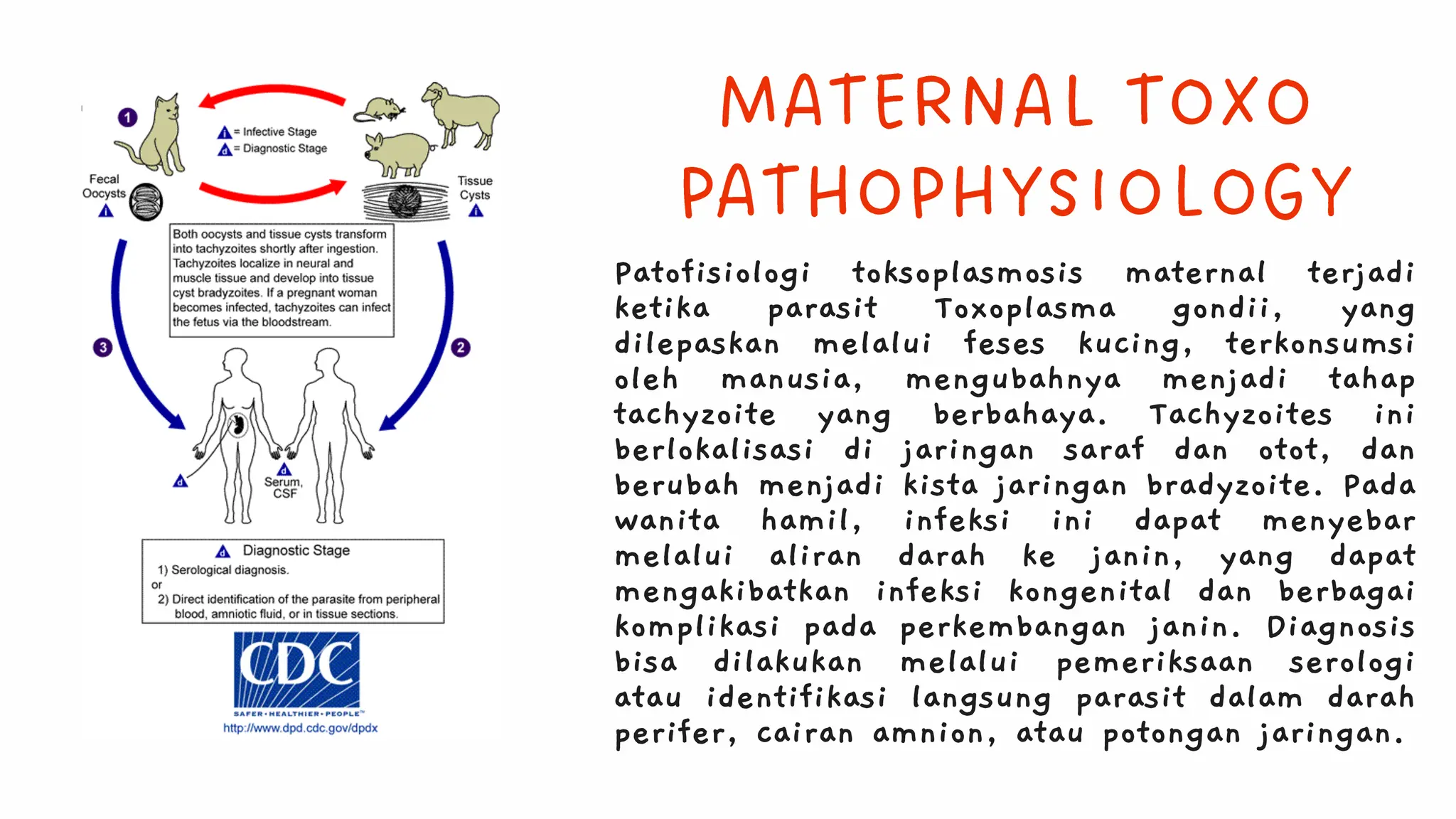 ppt Toxoplasma gondii (Toxo), Rubella, Cyto Megalo Virus (CMV), Herpes ...