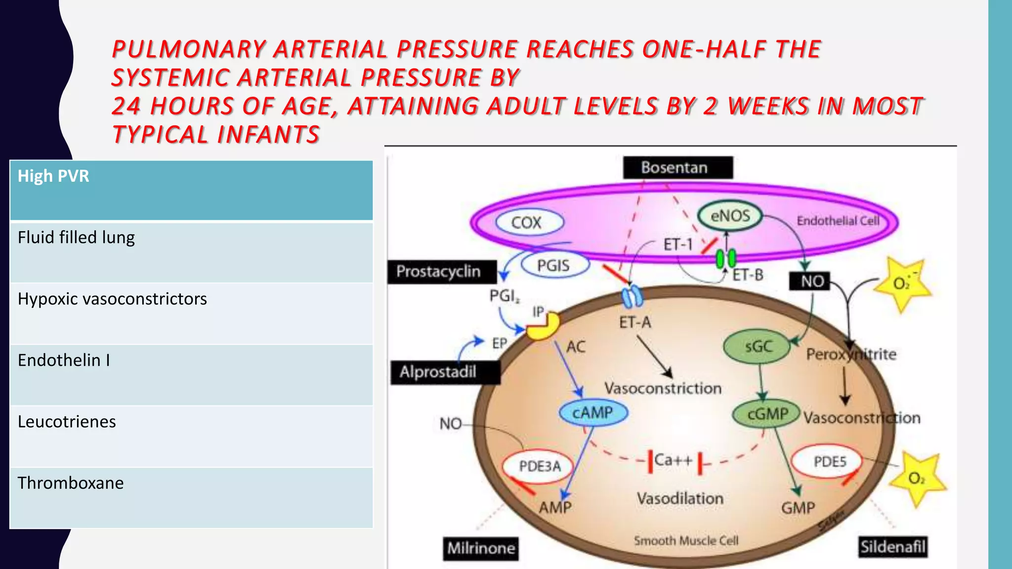 physiology of transition circulation | PPTX