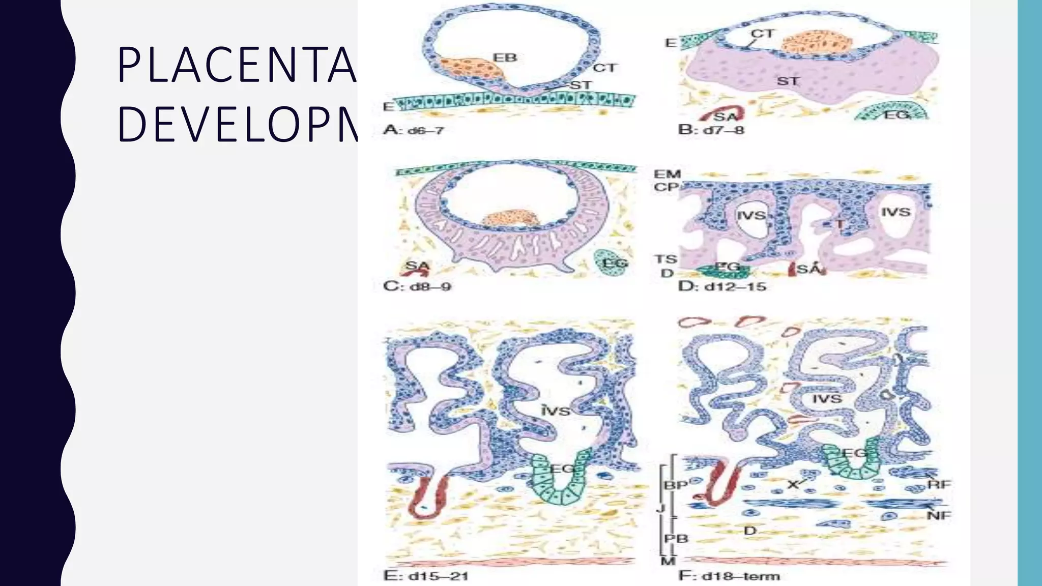 physiology of transition circulation | PPTX