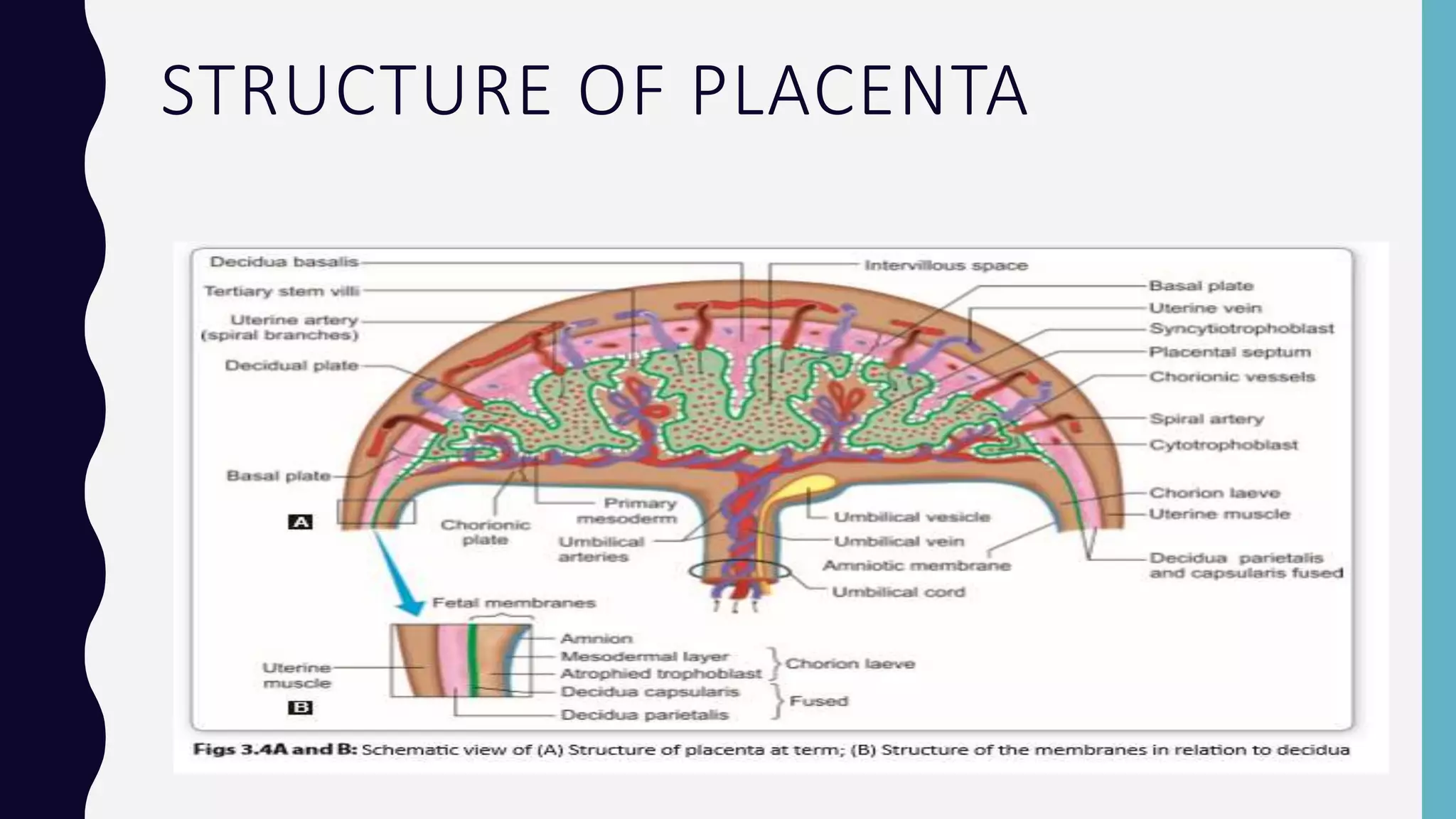 physiology of transition circulation | PPTX