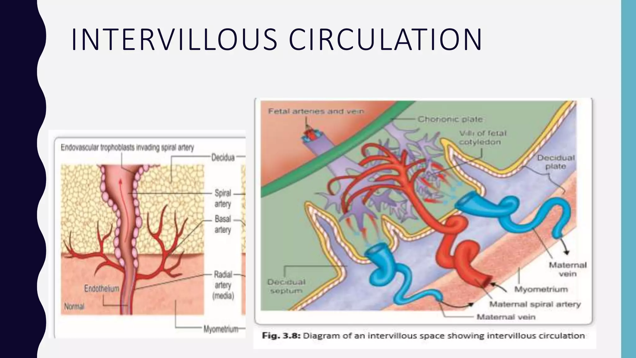 physiology of transition circulation | PPTX