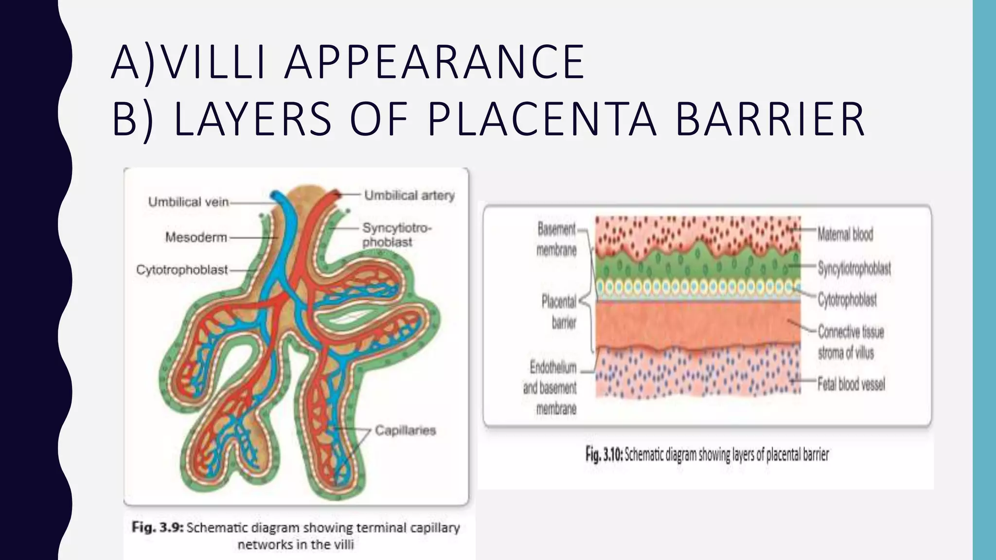 physiology of transition circulation | PPTX