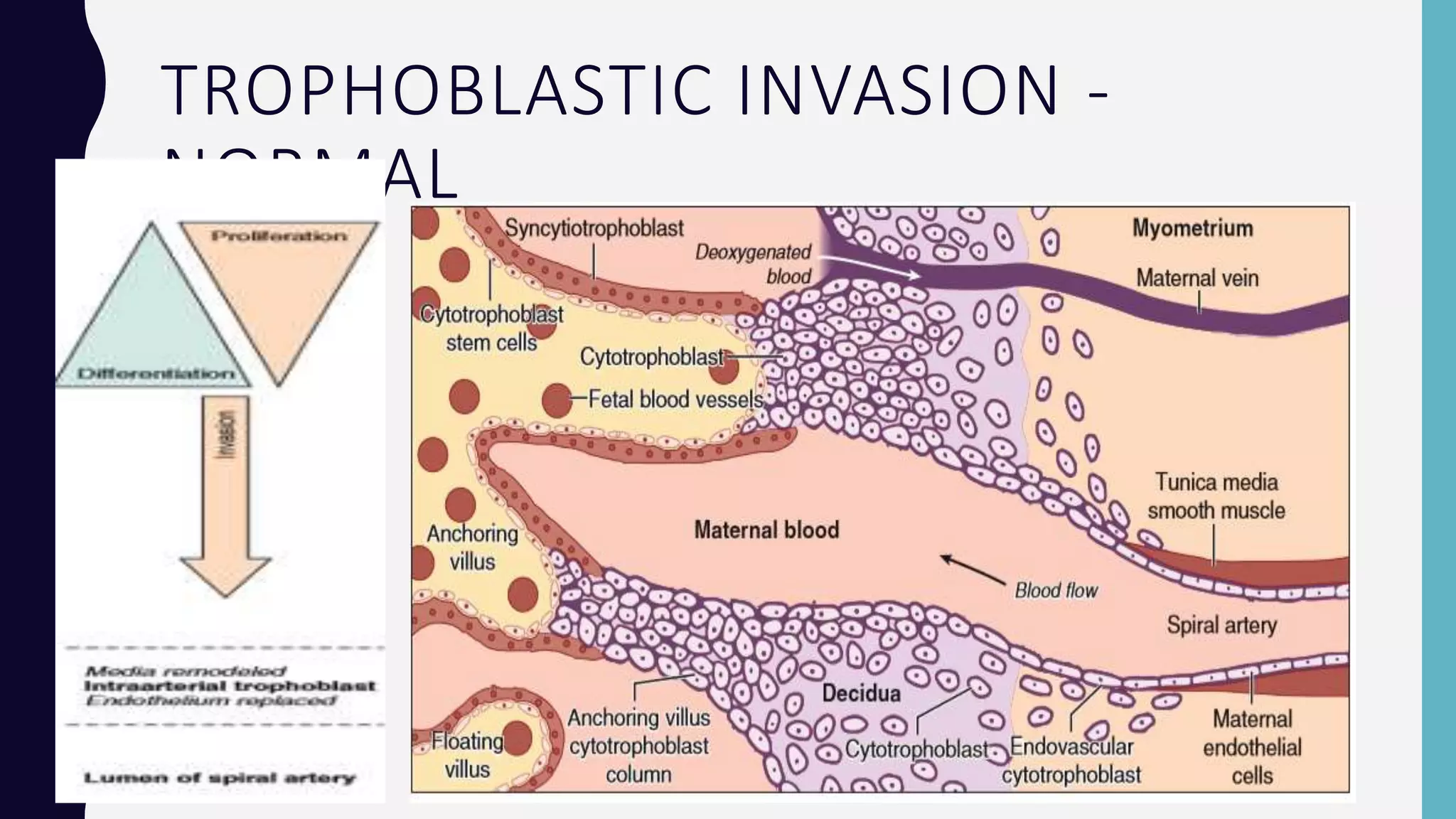 physiology of transition circulation | PPTX