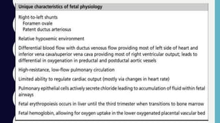 physiology of transition circulation | PPTX