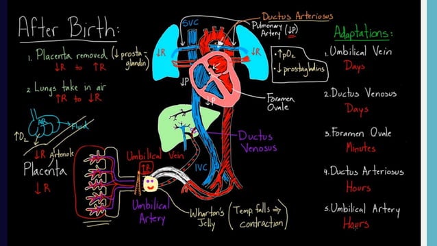 physiology of transition circulation | PPTX | Pregnancy | Reproductive ...