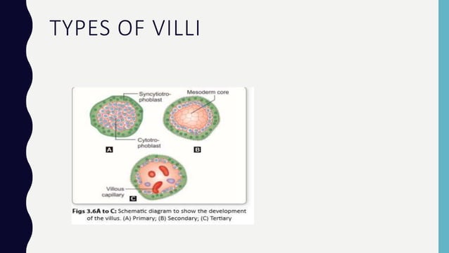 physiology of transition circulation | PPTX | Pregnancy | Reproductive ...