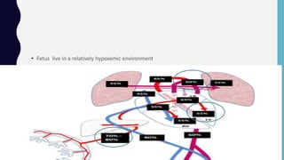 physiology of transition circulation | PPTX