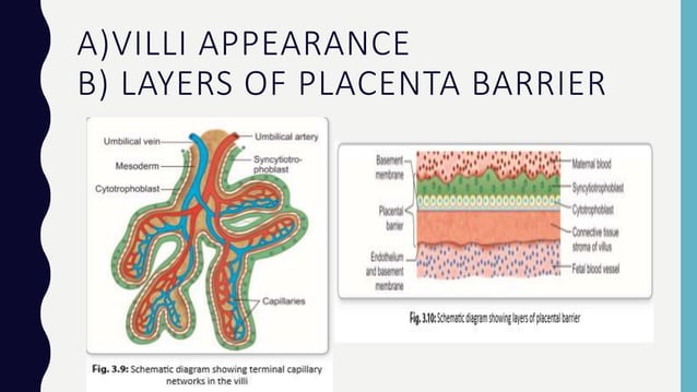 physiology of transition circulation | PPTX | Pregnancy | Reproductive ...