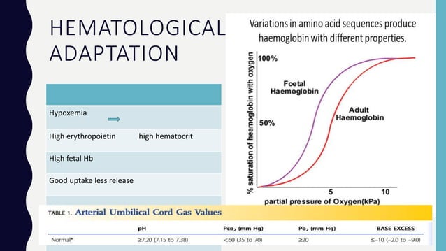physiology of transition circulation | PPTX | Pregnancy | Reproductive ...