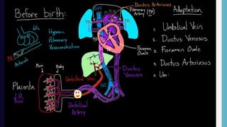 physiology of transition circulation | PPTX