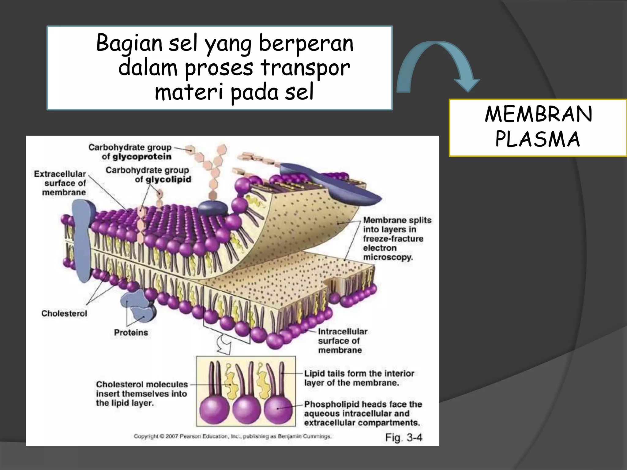 PPT TRANSPOR SEL.pptx
