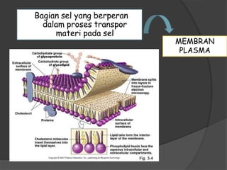 PPT TRANSPOR SEL.pptx