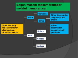 PPT TRANSPOR SEL.pptx