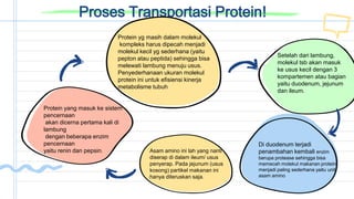 ppt transportasi protein kelompok 10.ppsx