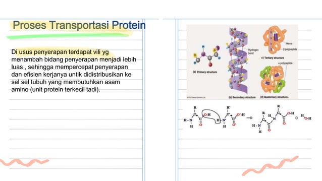 ppt transportasi protein kelompok 10.ppsx