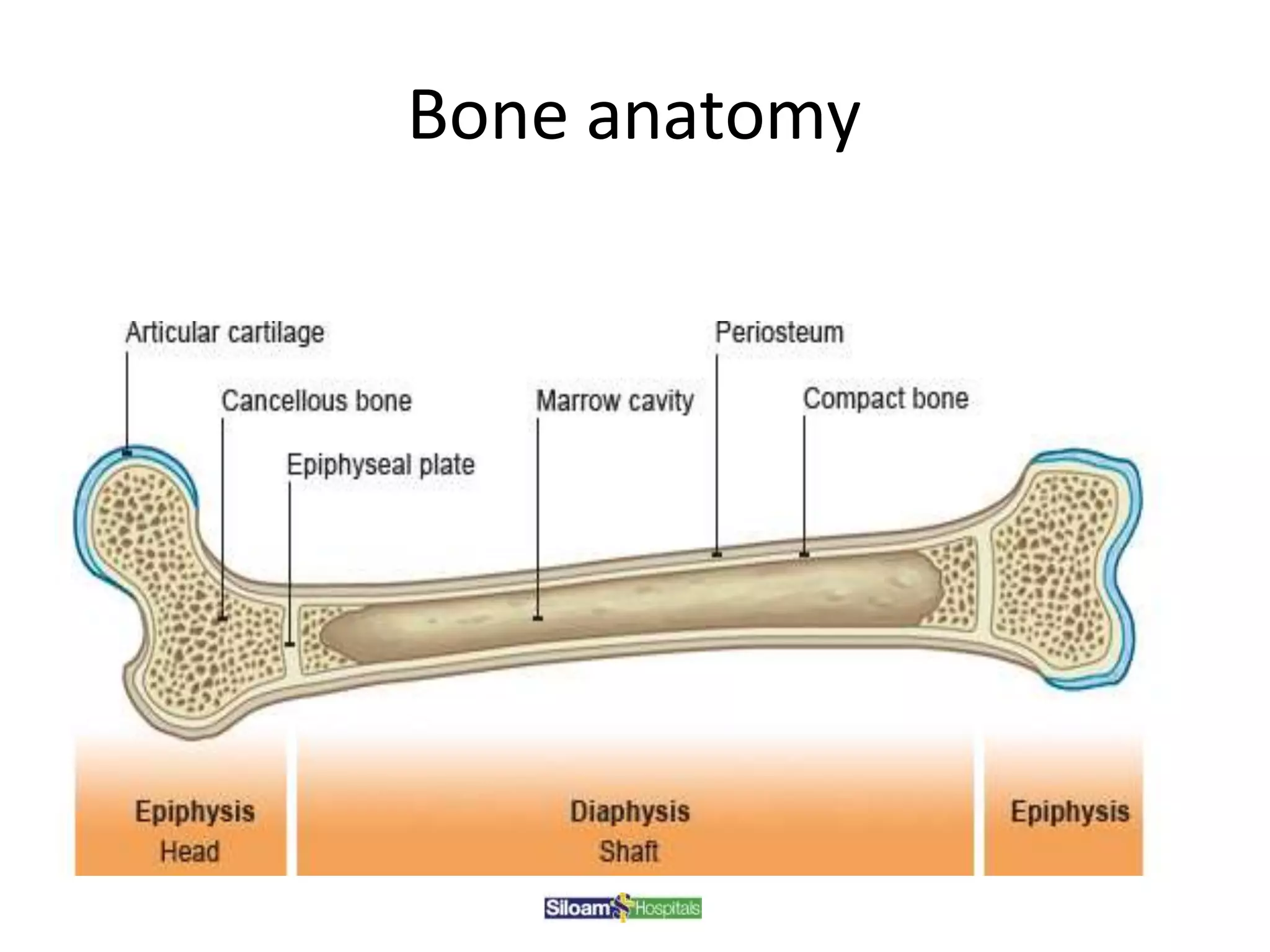 PPT trauma muskuloskeletal dr. Satria, Sp.OT.pptx