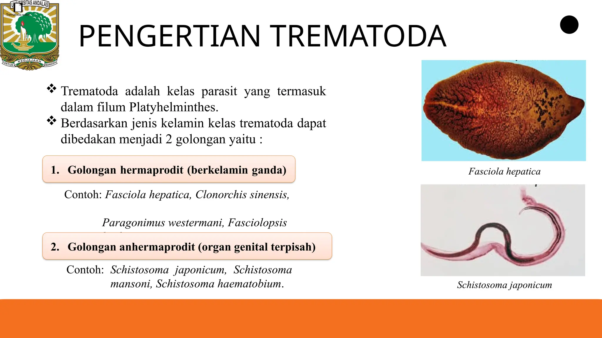 PPTParasit Trematoda_Helvi Maudy Saswita.pptx