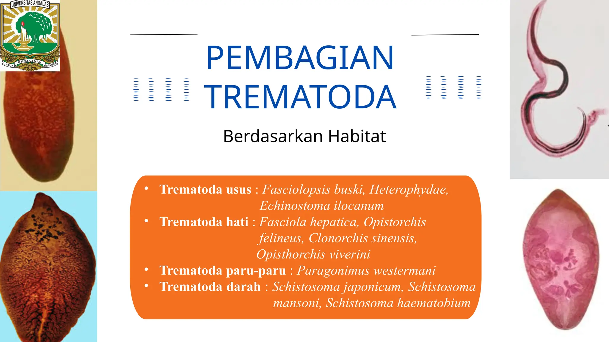 PPTParasit Trematoda_Helvi Maudy Saswita.pptx