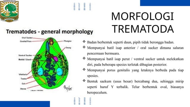 PPTParasit Trematoda_Helvi Maudy Saswita.pptx