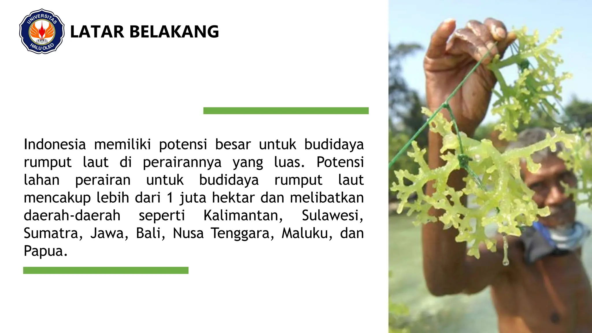 Proposal Penelitian Rumput Laut.pptx