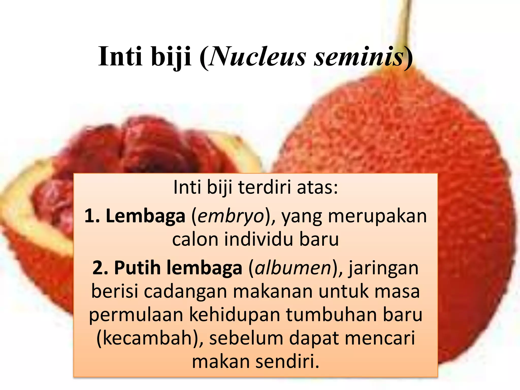 Ppt morfologi tumbuhan ( biji ) | PPTX