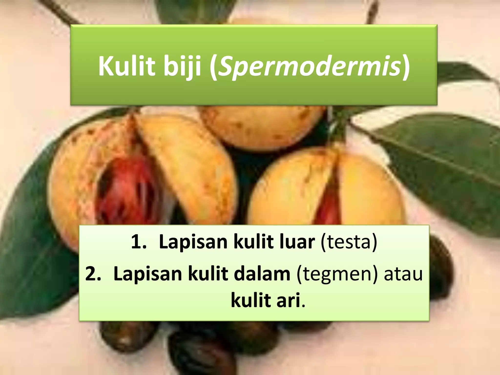 Ppt morfologi tumbuhan ( biji ) | PPTX