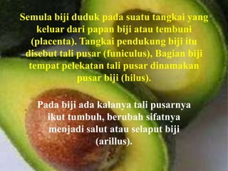Ppt morfologi tumbuhan ( biji ) | PPTX