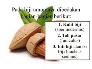 Ppt morfologi tumbuhan ( biji ) | PPTX