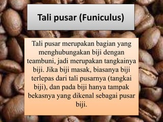 Ppt morfologi tumbuhan ( biji ) | PPTX