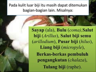 Ppt morfologi tumbuhan ( biji ) | PPT
