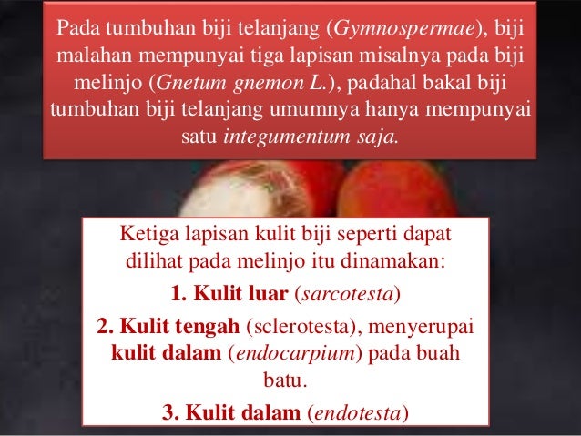 Ppt morfologi tumbuhan ( biji )