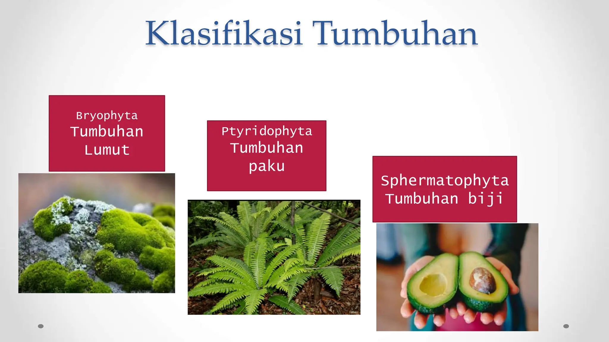 PPT tumbuhan.EDIT.ppt kelas tujuh semester genap | PPT