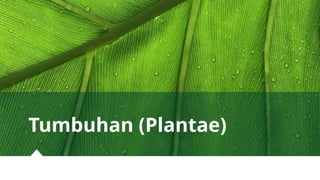 PPT Tumbuhan (plantae) biologi kelas XI KURIKULUM MERDEKA | PPTX