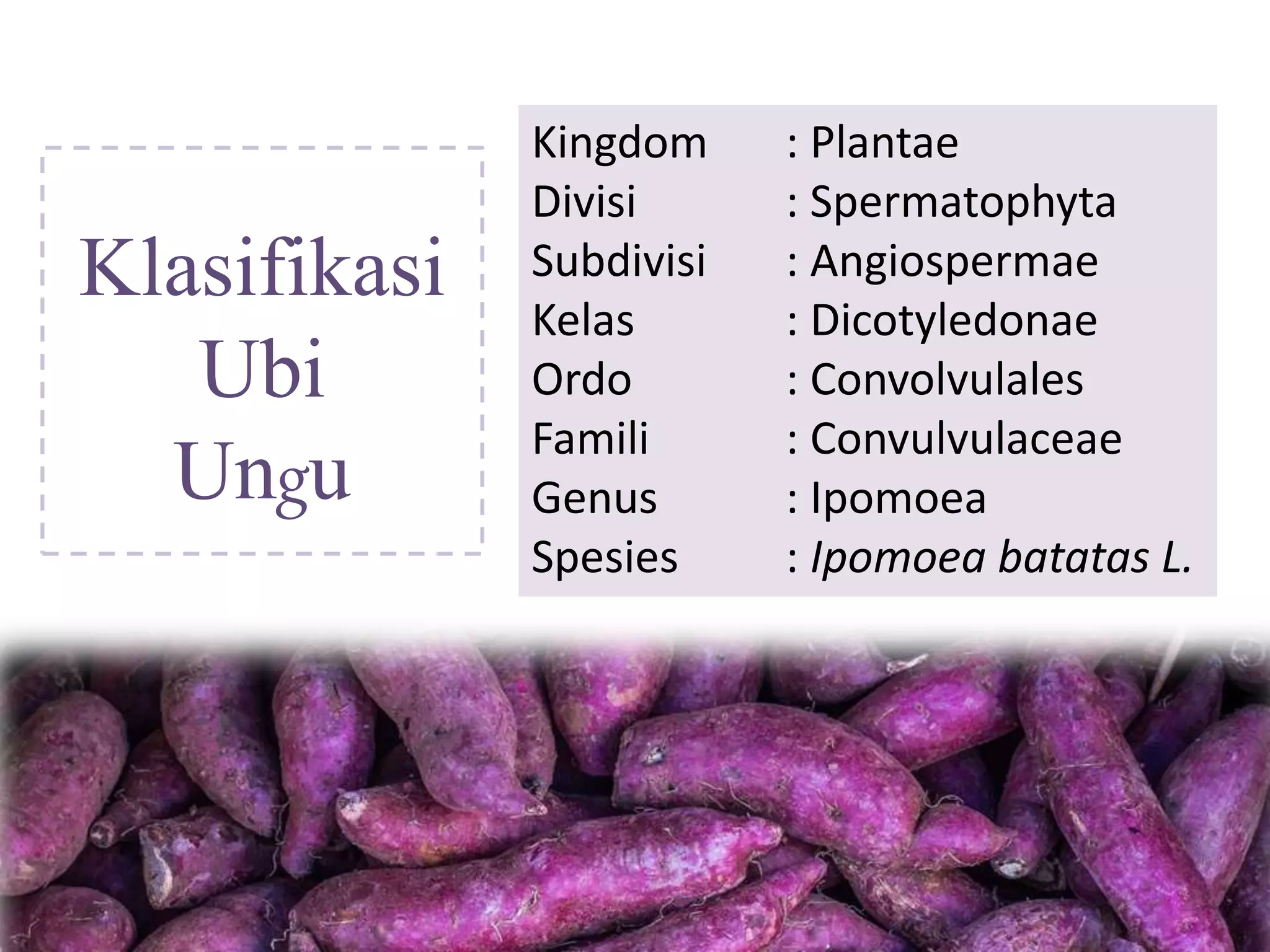 Ppt Ubi Ungu.pptx