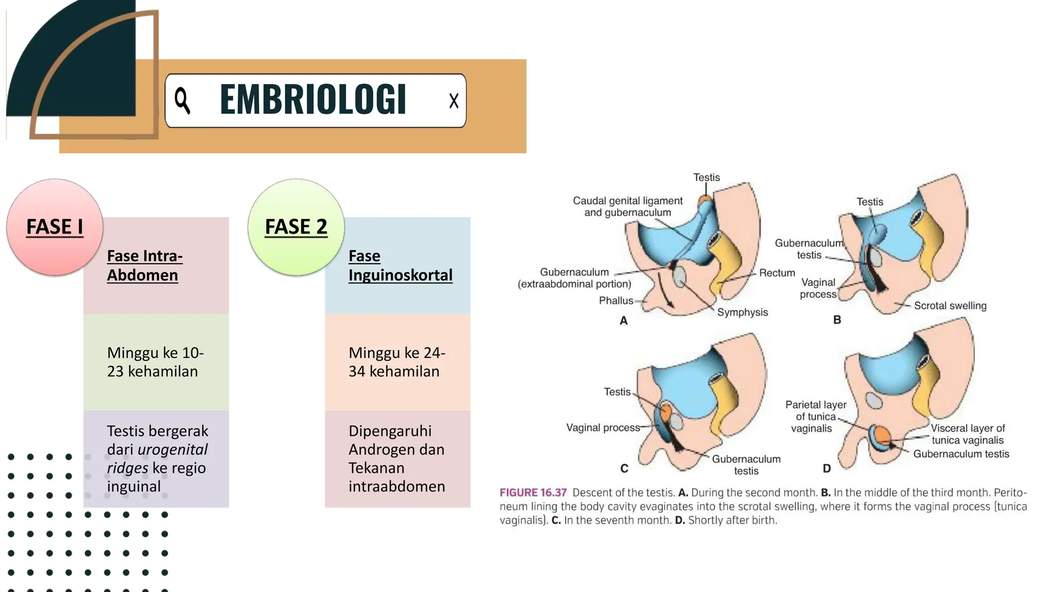 PPT Undesensus Testis Kriptokidismus UDT | PPT