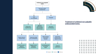 PPT Undesensus Testis Kriptokidismus UDT | PPT