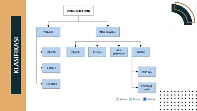 PPT Undesensus Testis Kriptokidismus UDT | PPT
