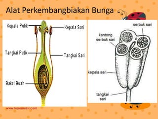 REPRODUKSI GENERATIF PADA TUMBUHAN | PPTX