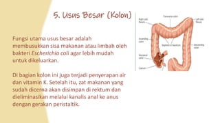 PPT sistem pencernaan mapel ipa kelas 8 | PDF