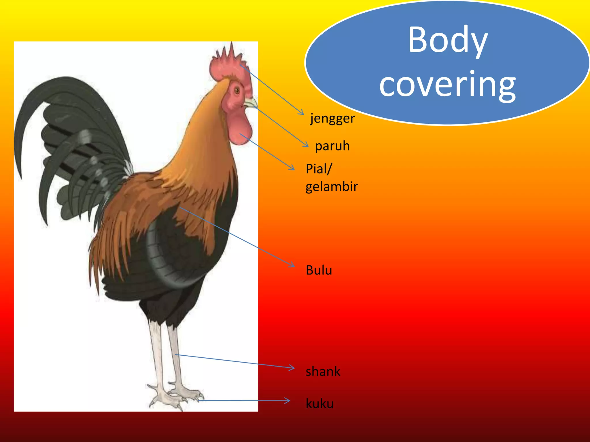 body covering dan sifat umum unggas | PPTX