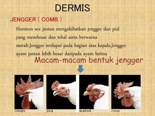 body covering dan sifat umum unggas | PPTX