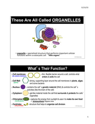 PPT Cells, Tissues, Organs, and System in Living Organism | PDF