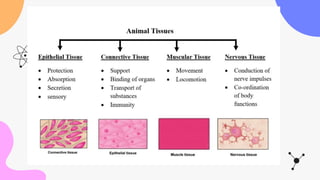 PPT Cells, Tissues, Organs, and System in Living Organism | PDF