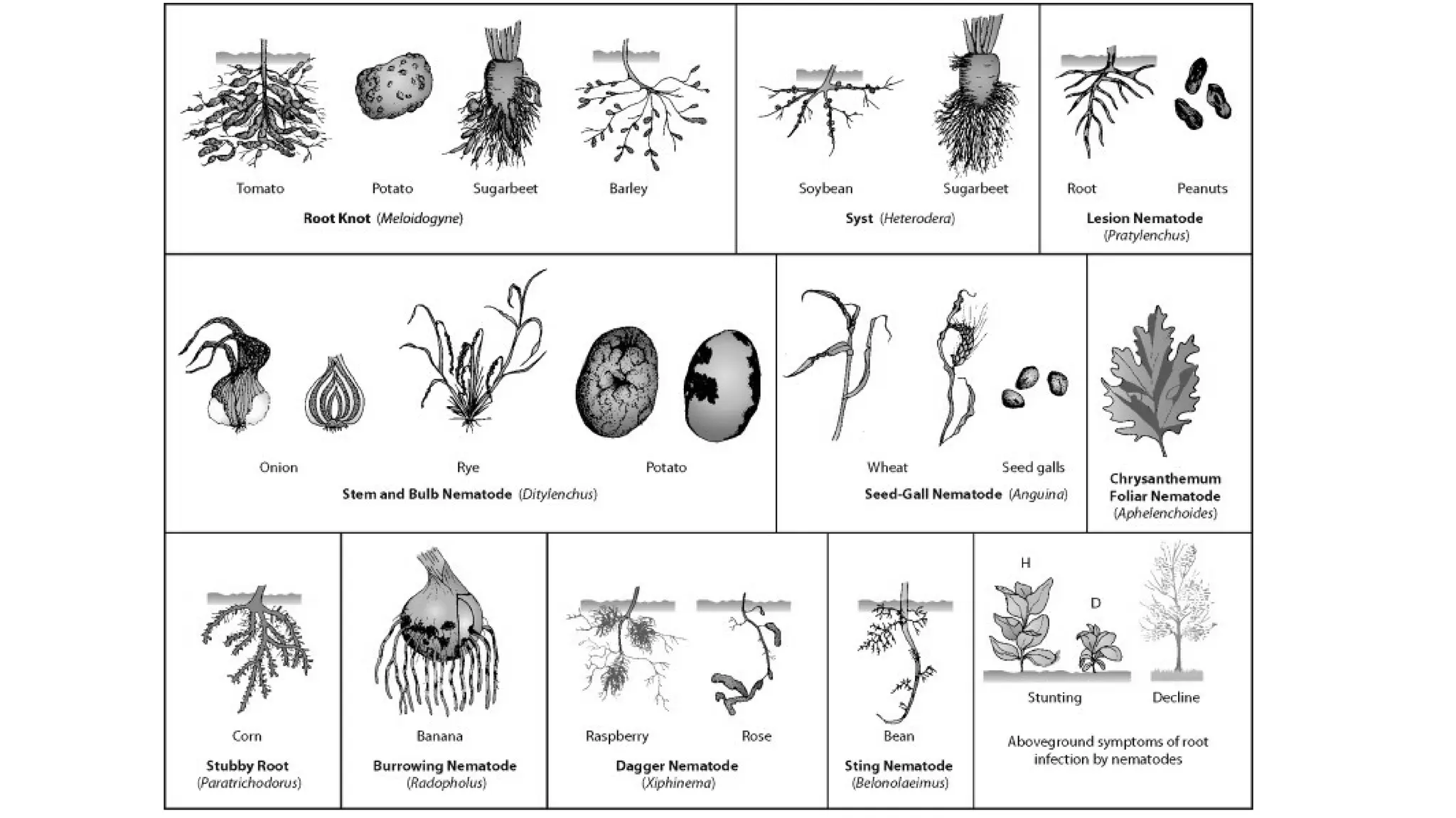 ppt nematoda dinamika populasinya uplod.pptx