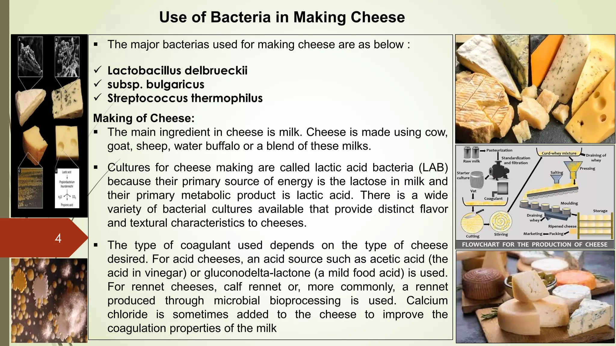 Usage of Bacteria in food industries | PDF