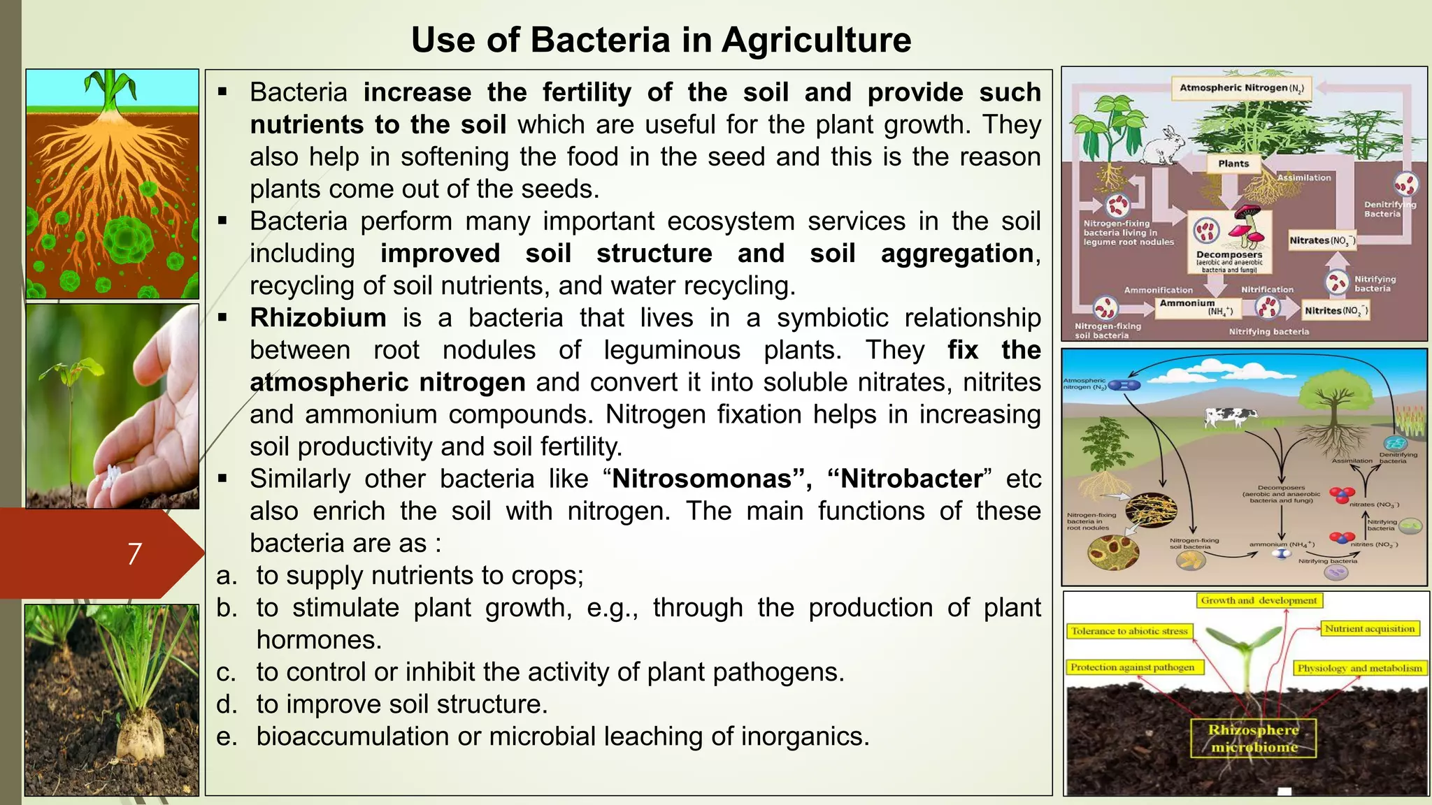 Usage of Bacteria in food industries | PDF