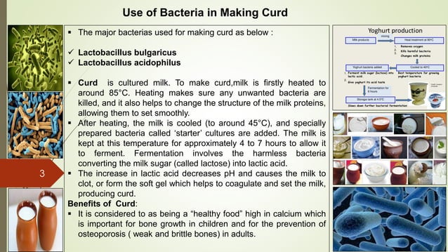 Usage of Bacteria in food industries | PDF | Chemistry | Science